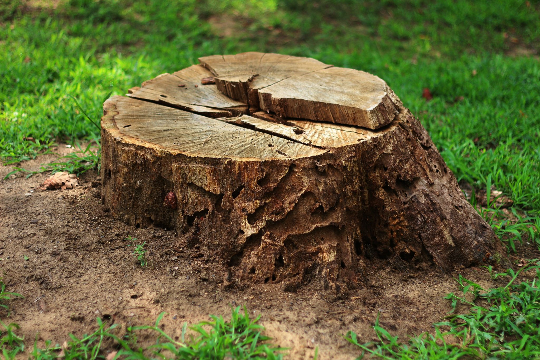 What is stump grinding and why is it important? - Top Notch Tree ...